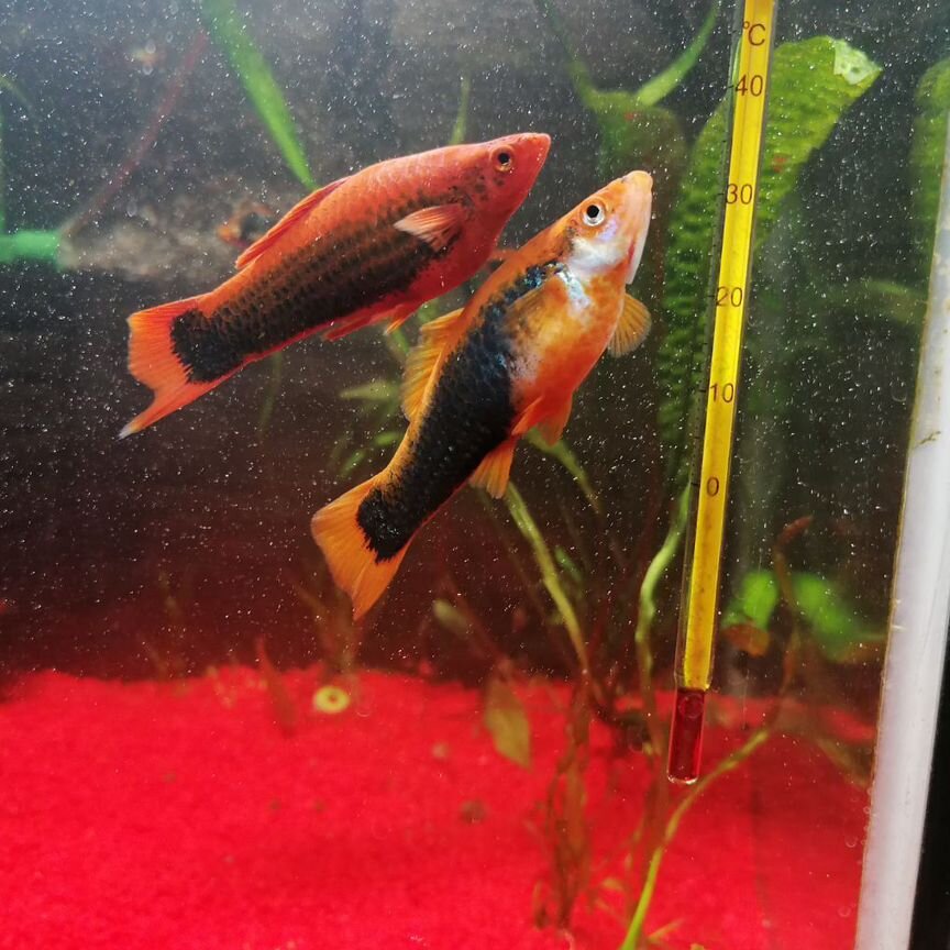 Меченосцы пара