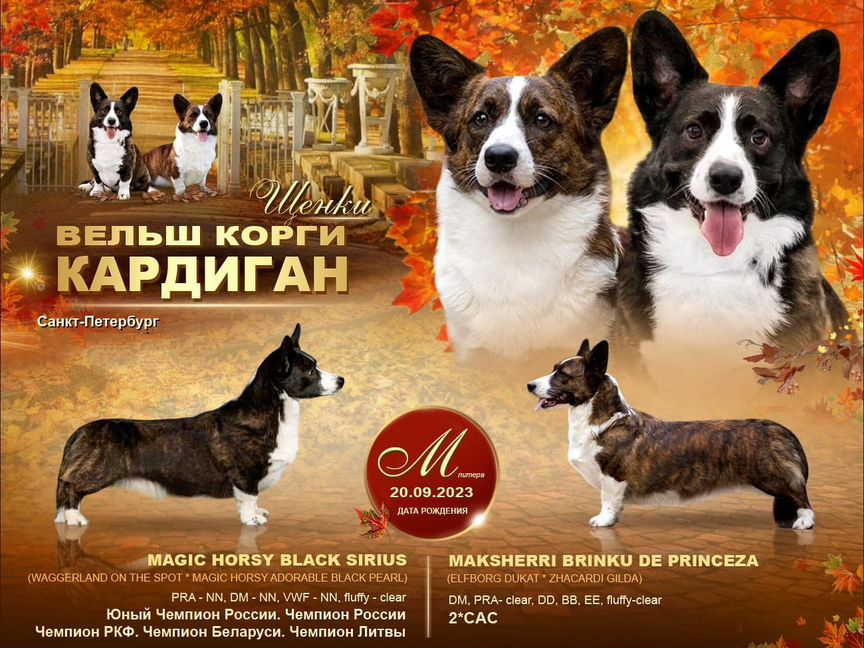 Вельш-корги кардиган