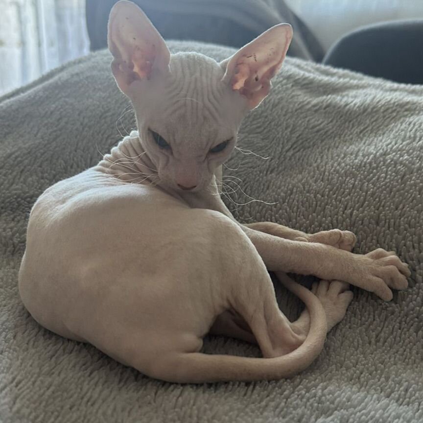 Канадский сфинкс котёнок