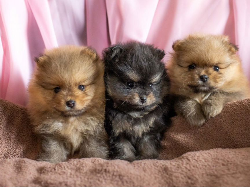 Щенки немецкого шпица Дзержинск