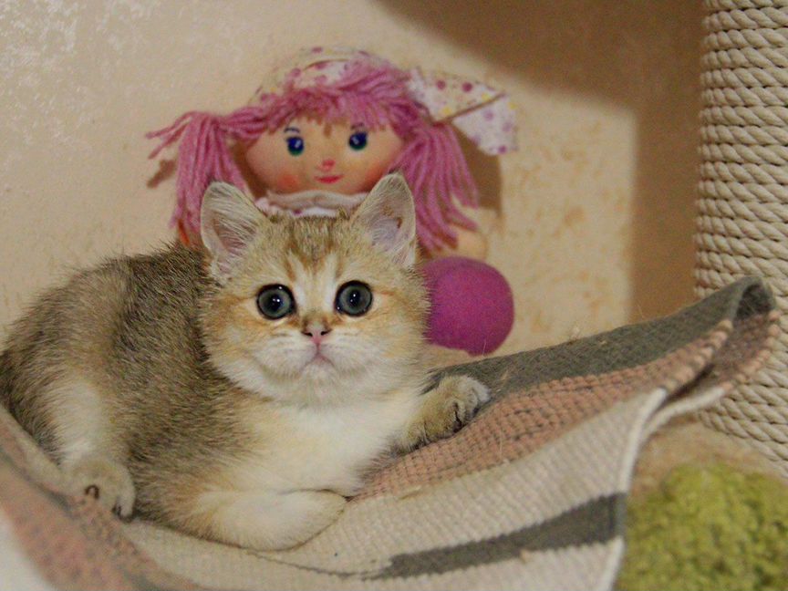 Анжелика - золотая кошечка