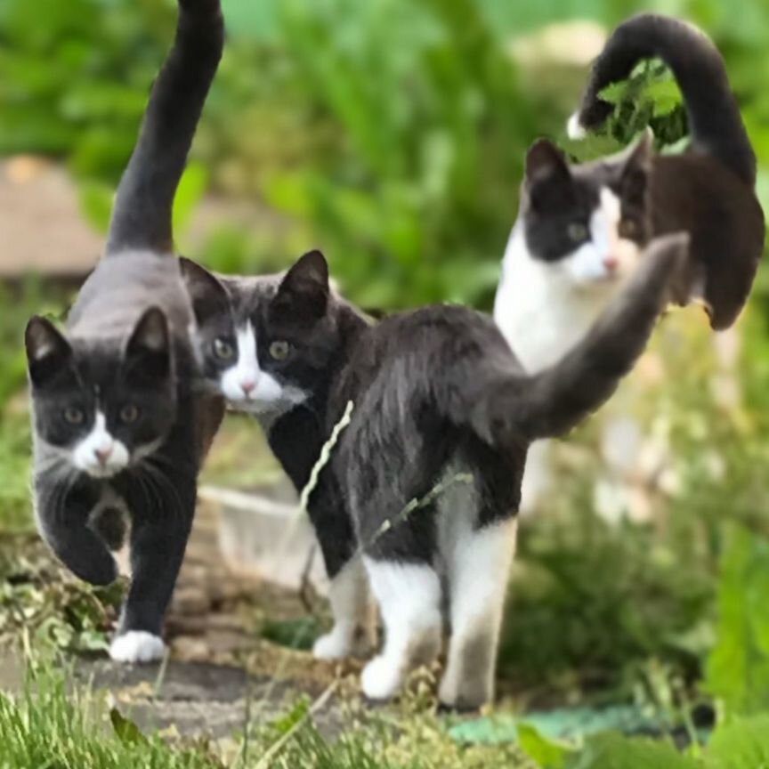 Котята в добрые руки