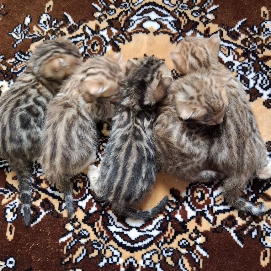 Бенгальские котята