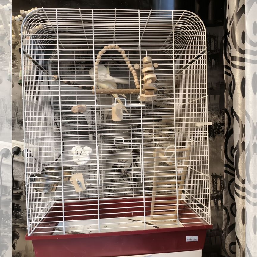 Попугай корелла самка с клеткой