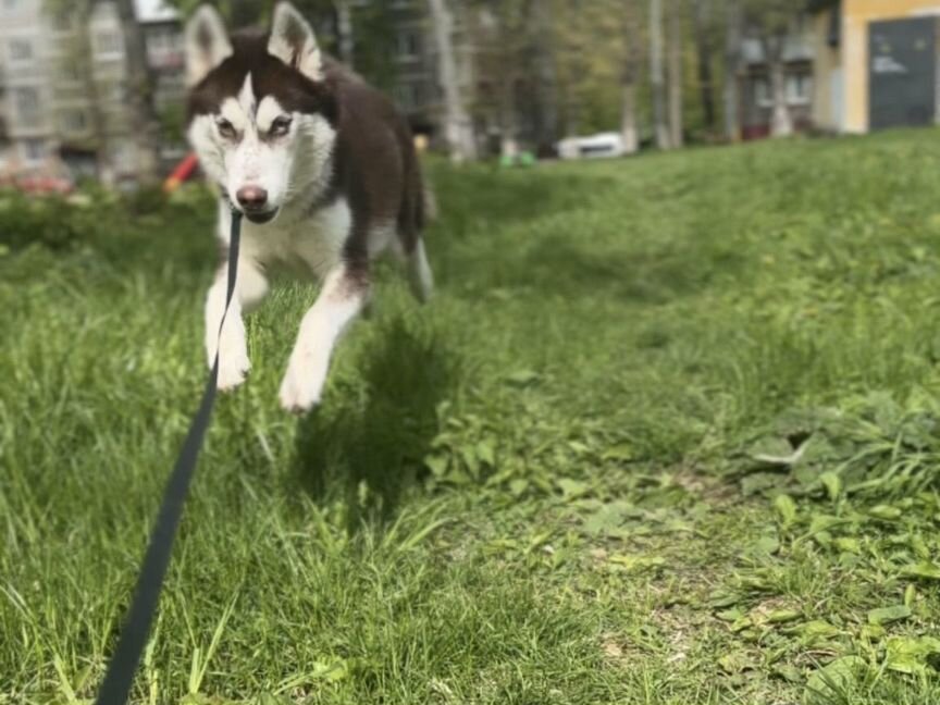 Сибирский хаски