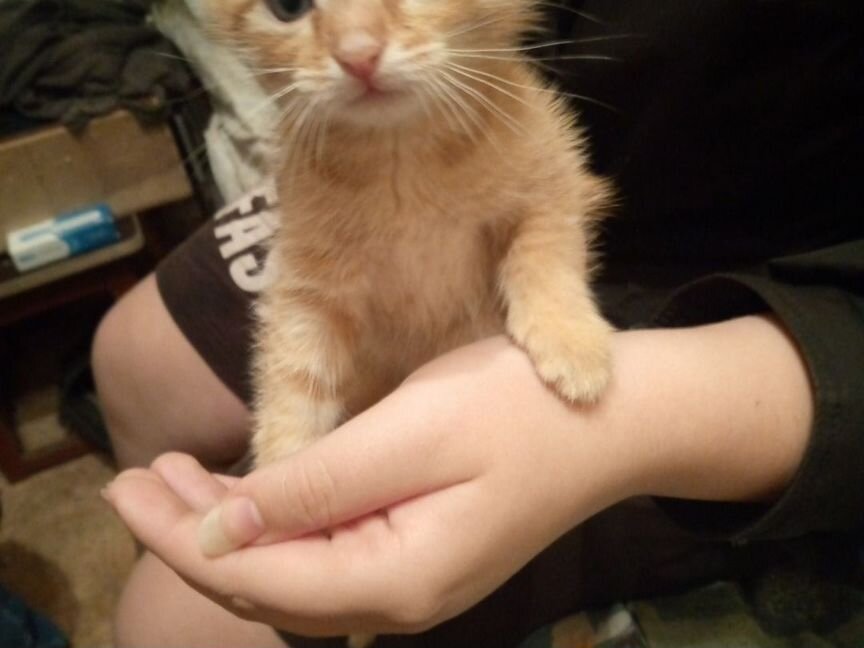 Котята в добрые руки