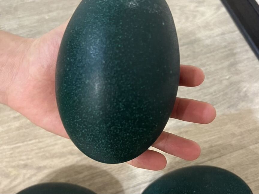 Страусиное яйцо