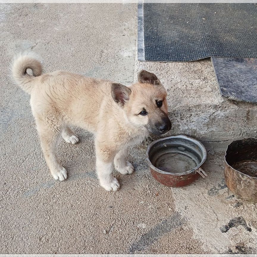 Лайка, щенок