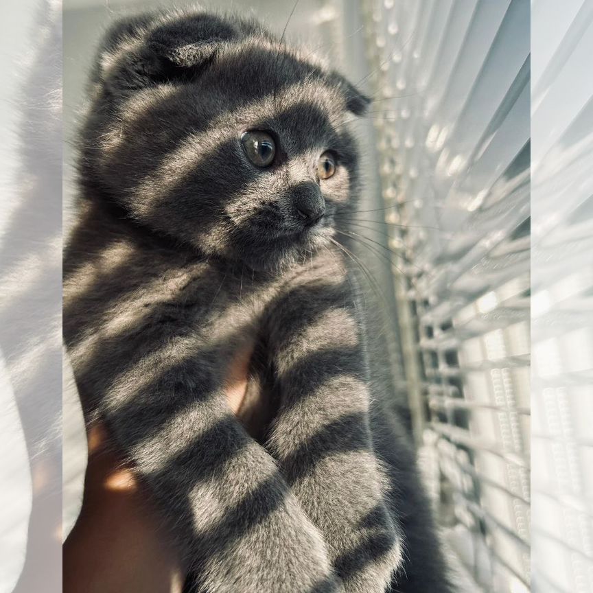 Британский вислоухий кот