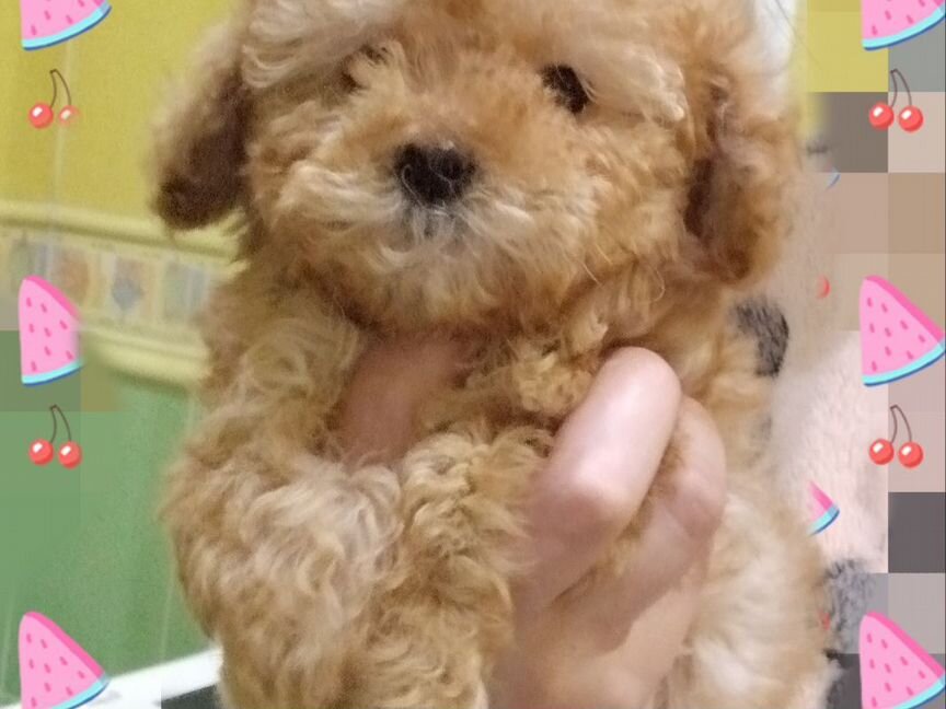 Мальтипу крошечная