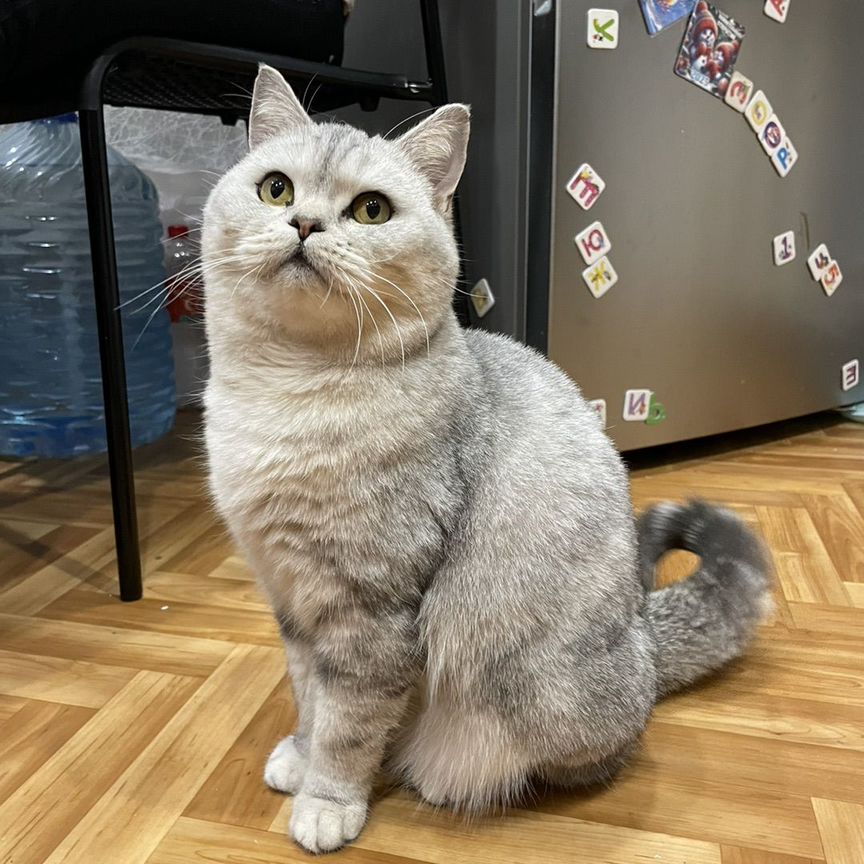 Кошка шотландская (смесь с британцем)