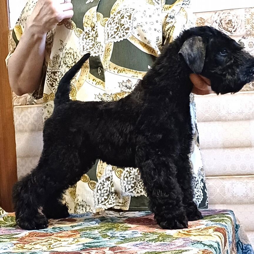 Керри-блю-терьер, щенок