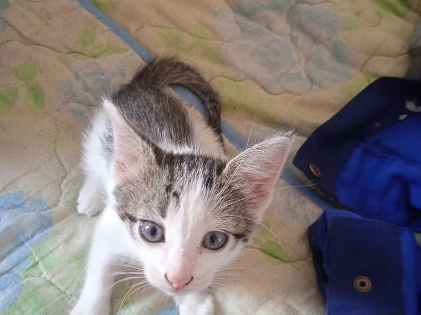 Котята