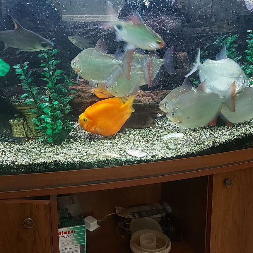 Метиннис и липоринус