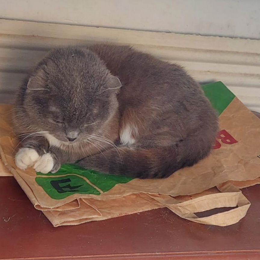 Нашли кота британца