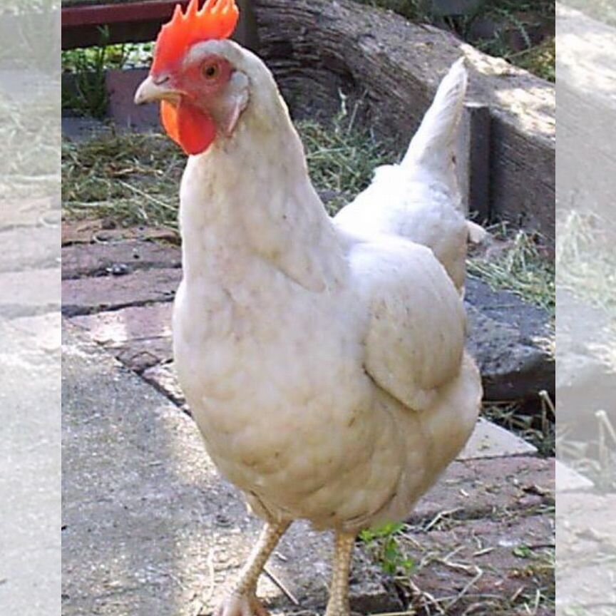 Куры Леггорн белые