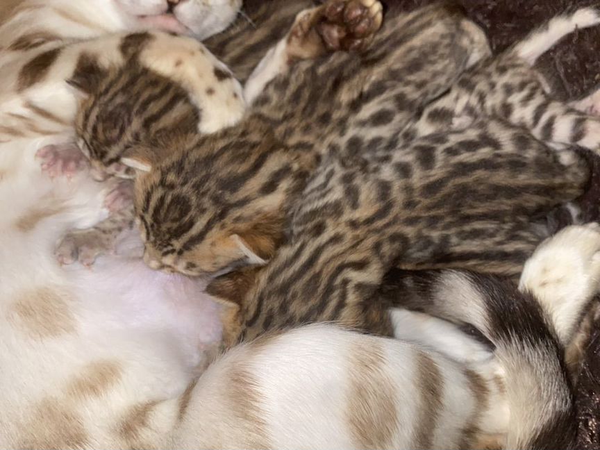 Бенгальские котята
