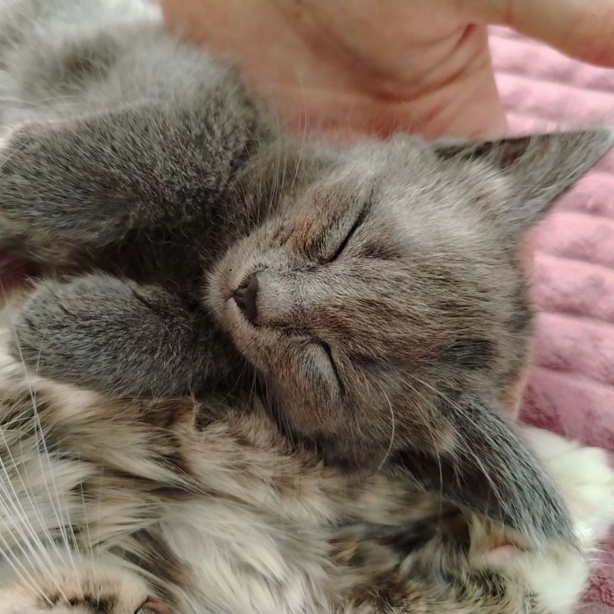 Котенок в добрые руки