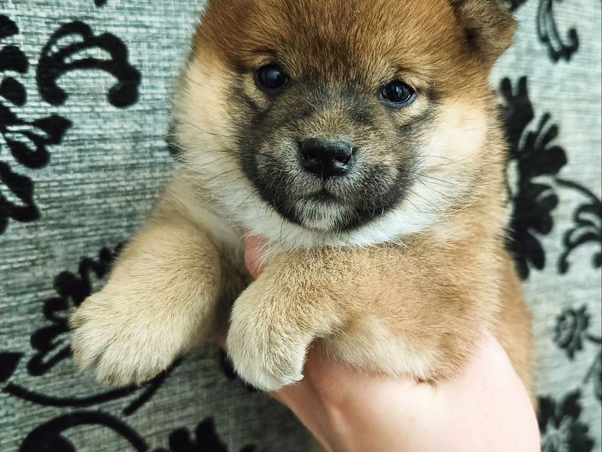 Девочки и мальчик красоточки к 23.02. 24