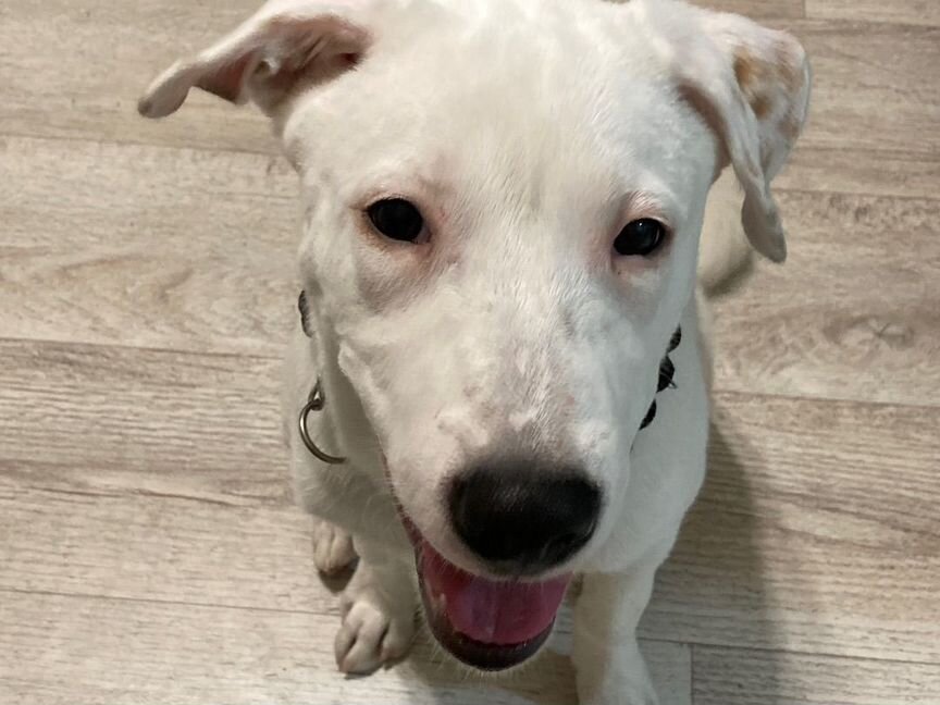 Отдам щенка стаффа (помесь)