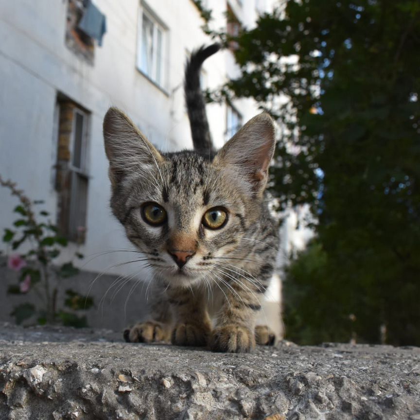 Котенок мальчик