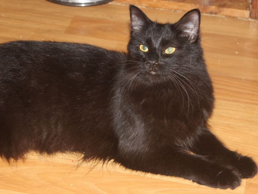 Кошка Клёпа,подросток