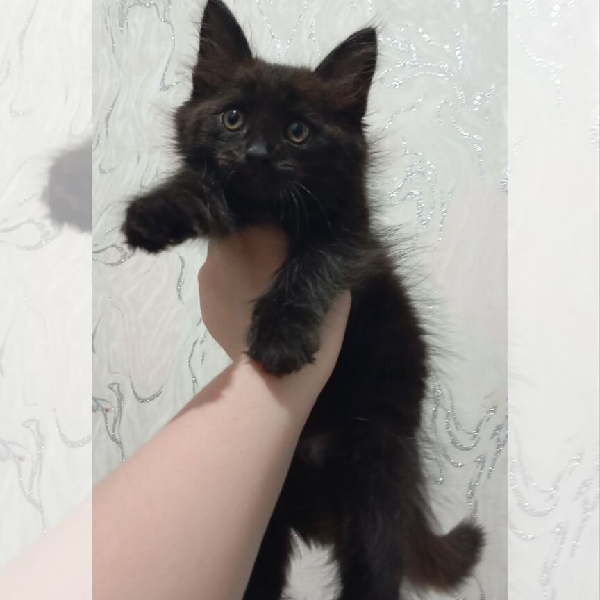 Котëнок в добрые руки
