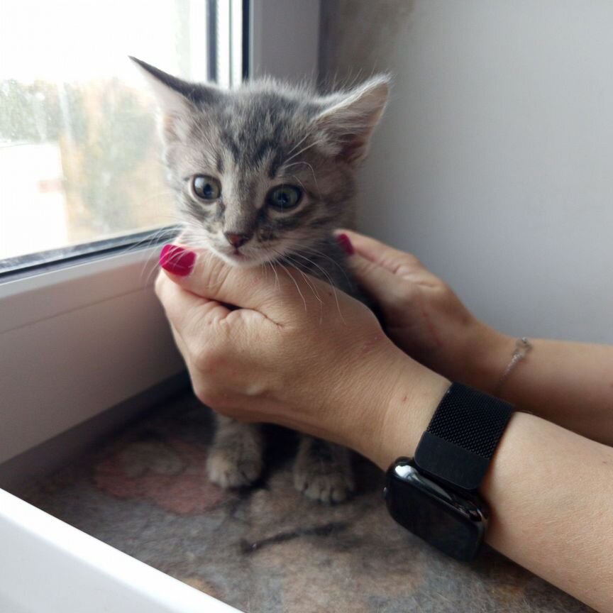 Мыша 1,5 мес котенок девочка
