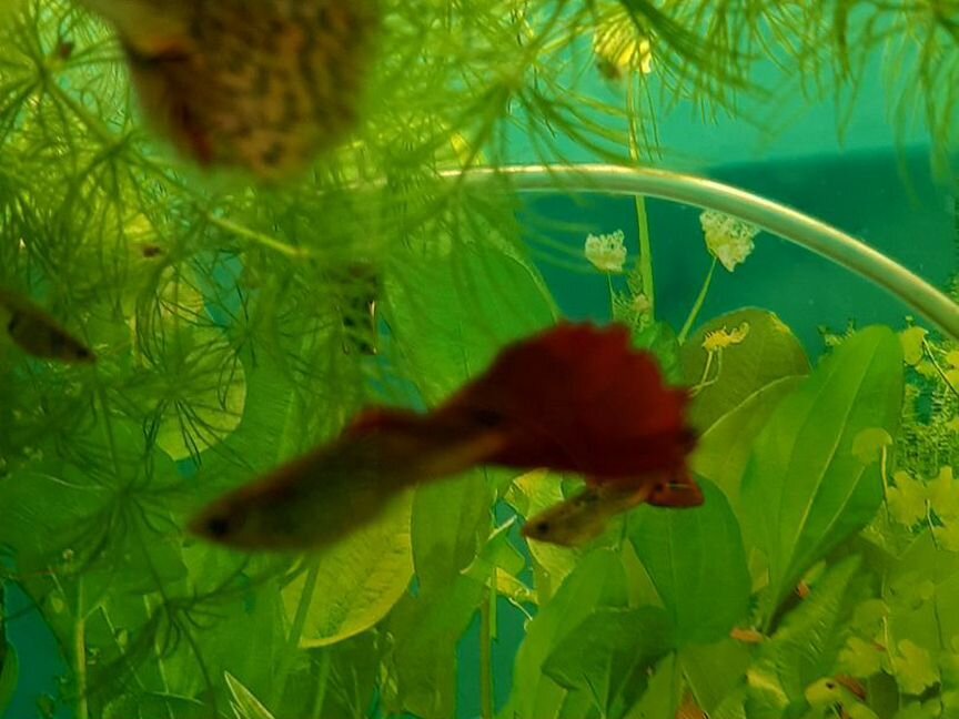 Аквариумное