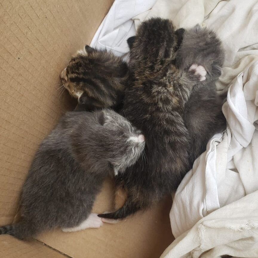 Нужна кормящая кошка