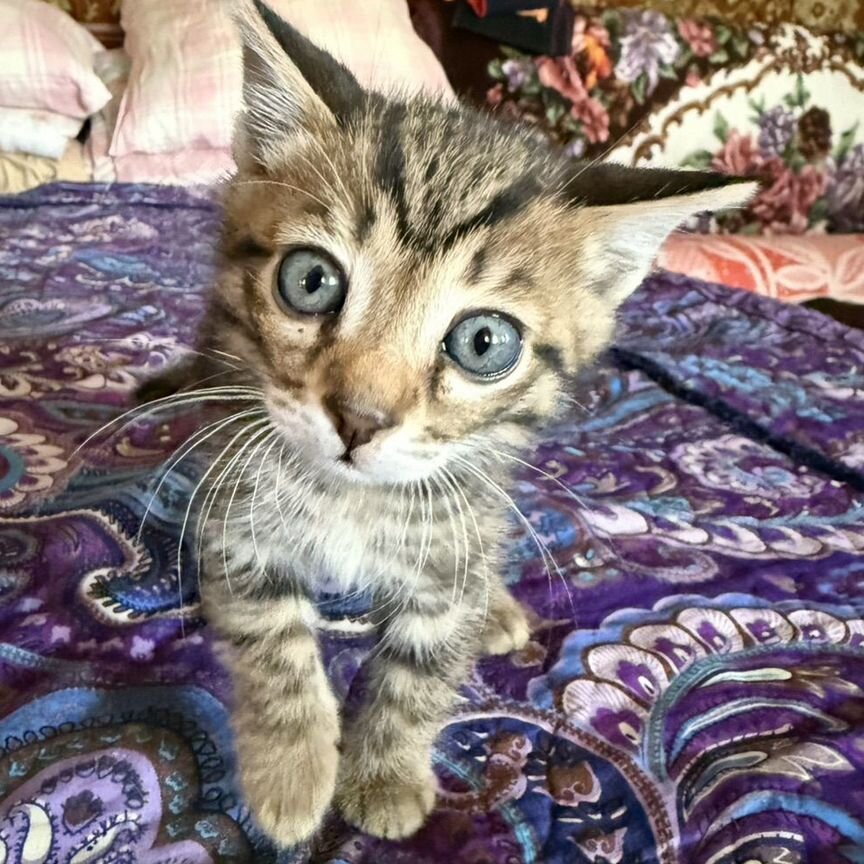 Забавный котенок в добрые руки