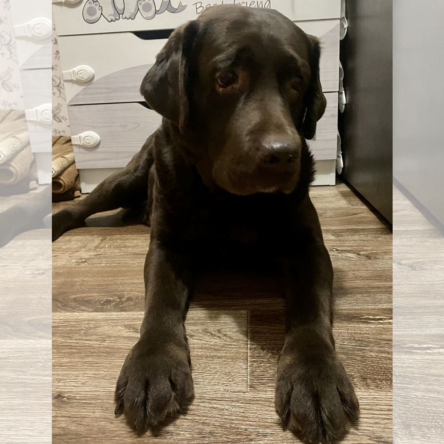 Шоколадный лабрадор в добрые руки
