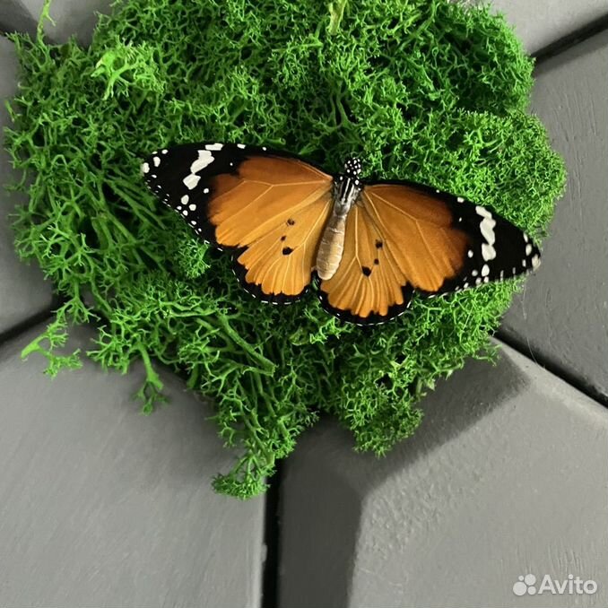 Мини-ферма тропических бабочек