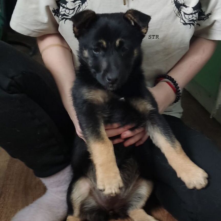 Немецкая овчарка в добрые руки