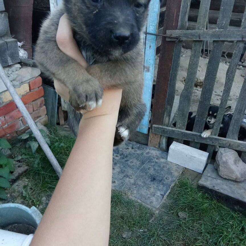Отдам девочек в добрые руки. Доставка за ваш счёт