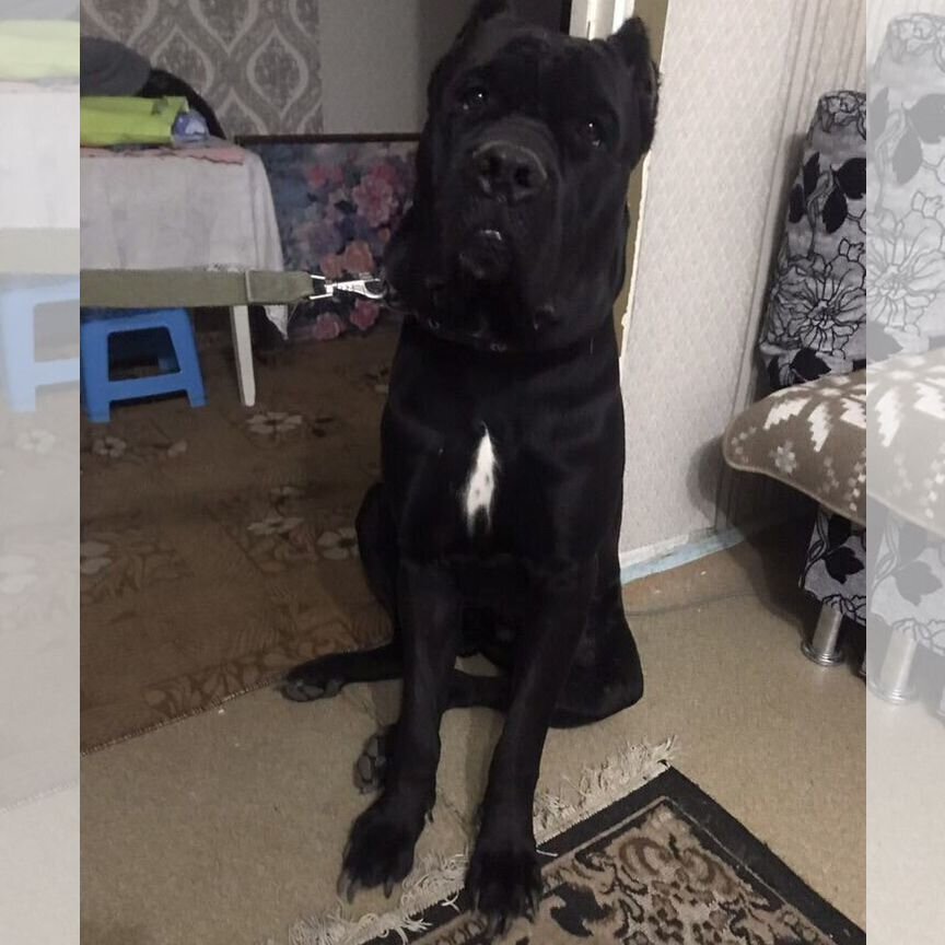 В добрые руки