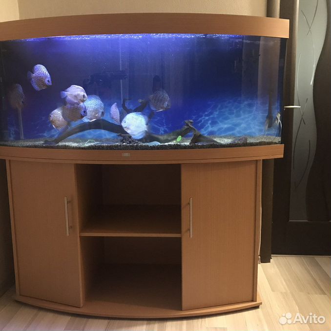 Аквариум с Дискусами