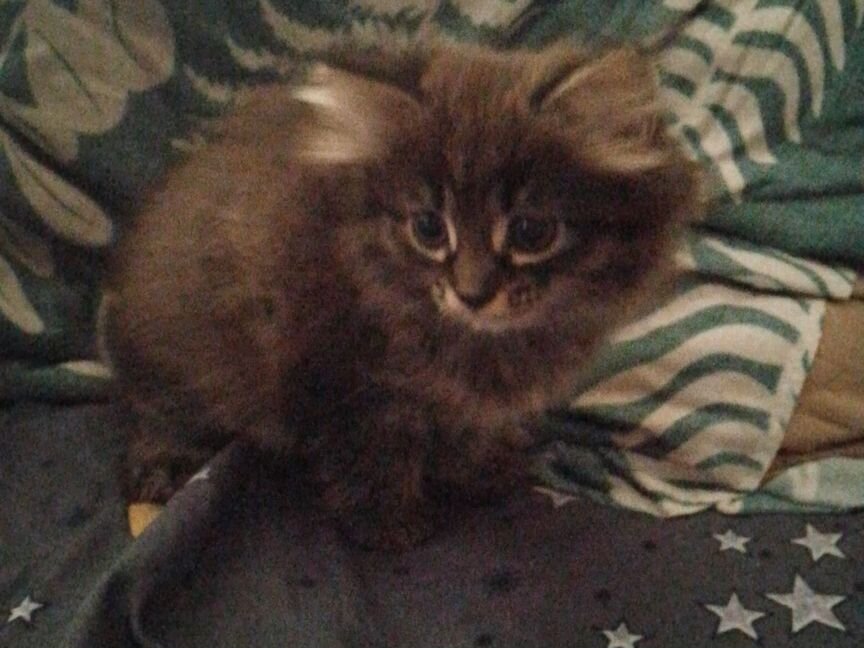 Кошка