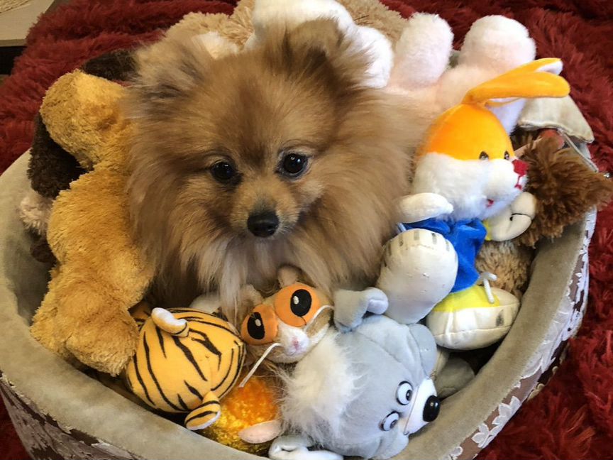 Отдам в добрые руки померанского шпица