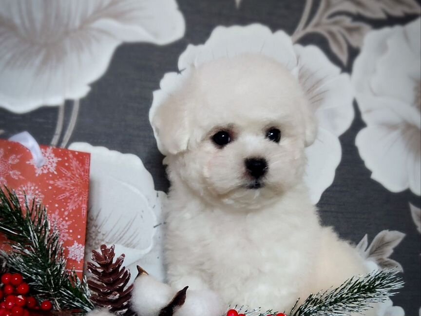 Бишон фризе- миниатюрная красотка