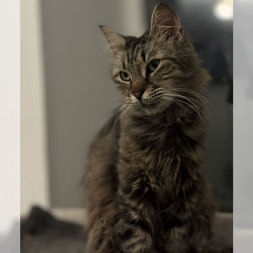 Взрослая, Девочка кошка в добрые руки