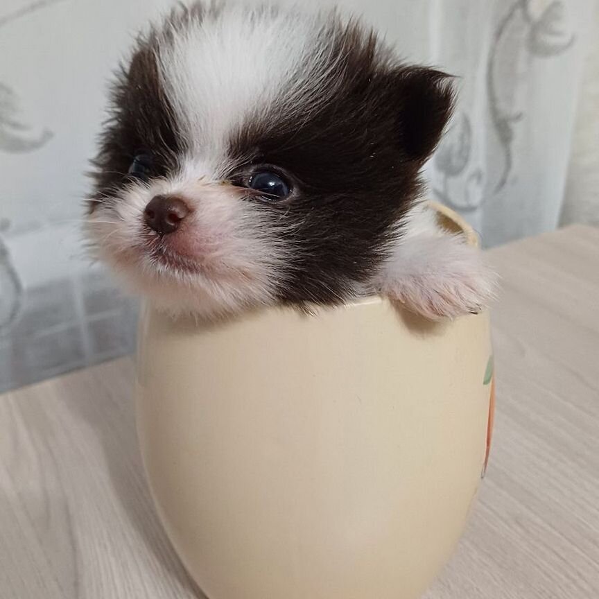 Мальчик micro шпиц