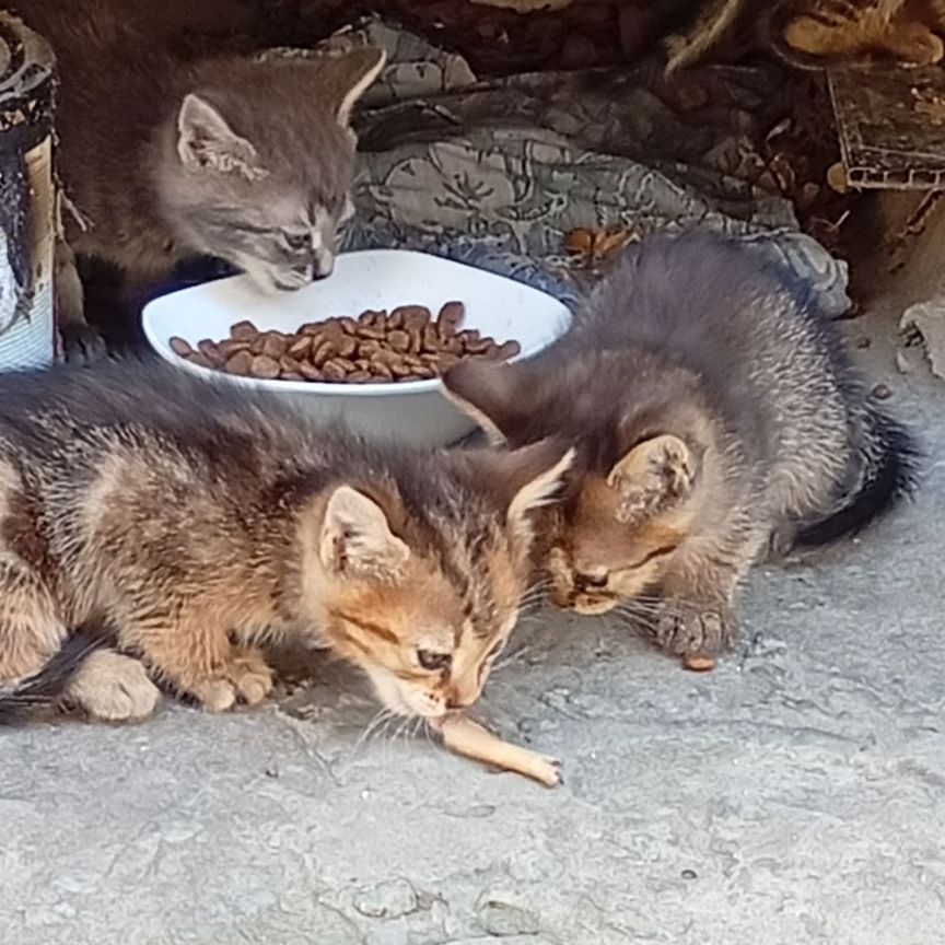 Маленькие котята в добрые руки
