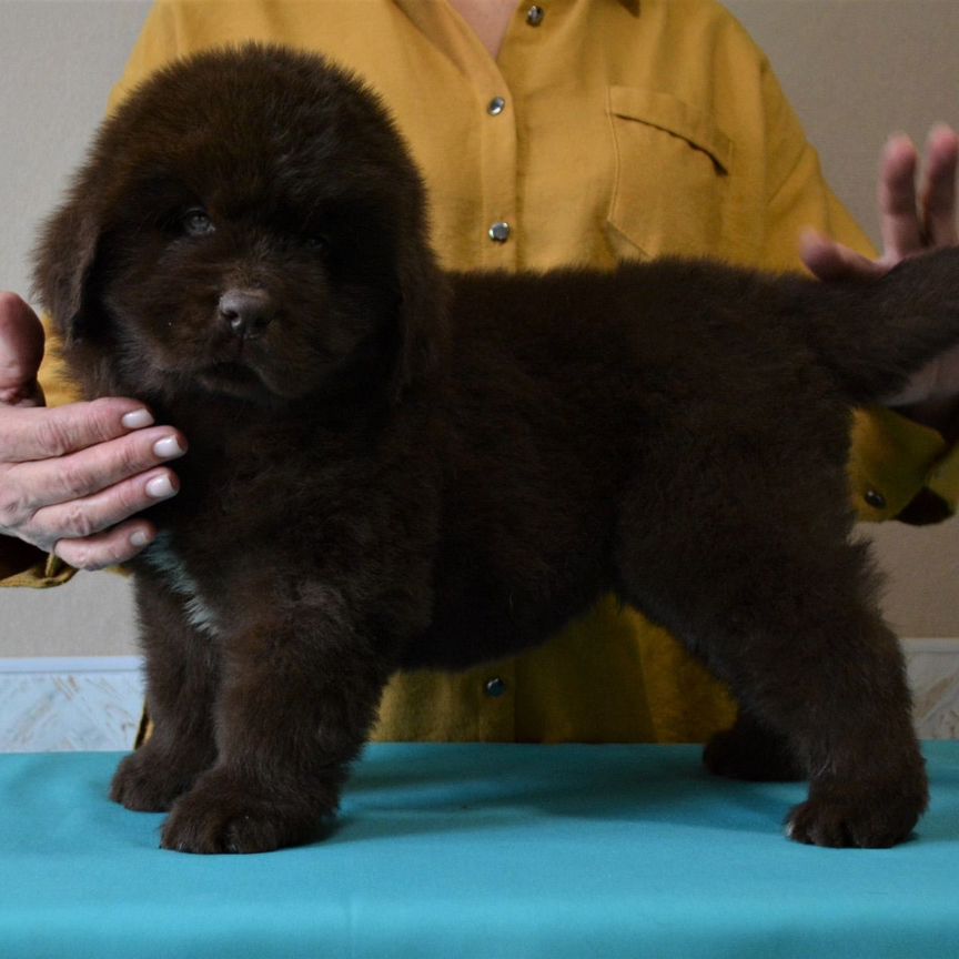 Щенки ньюфаундленда