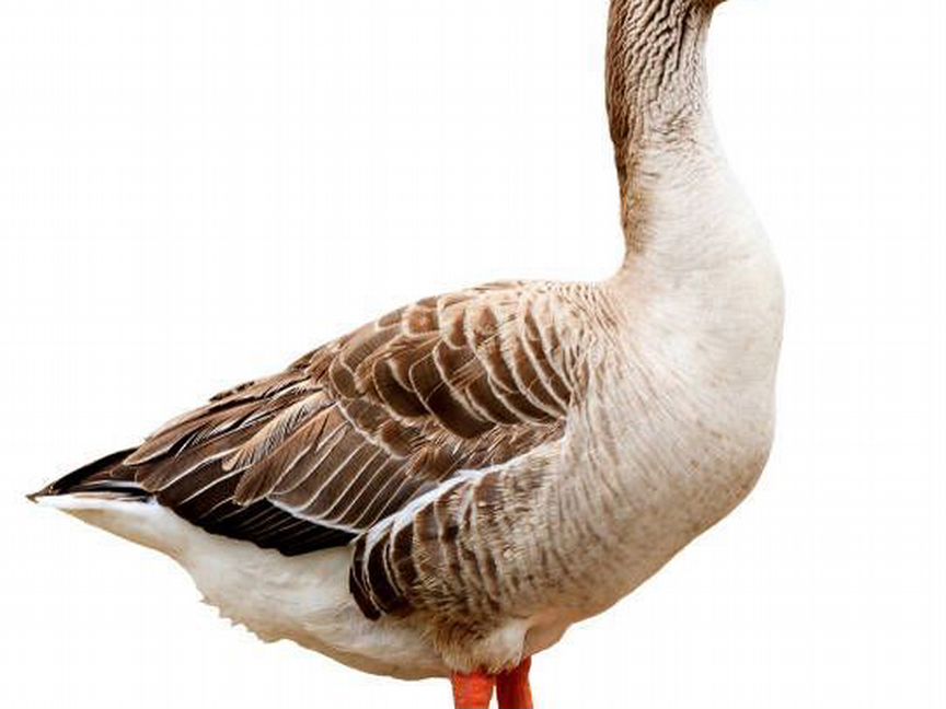 Гусиное мясо