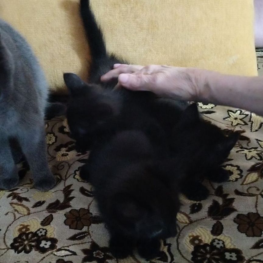 Британский длинношёрстный котёнок