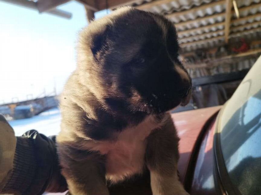 Азиатская овчарка продажа щенков