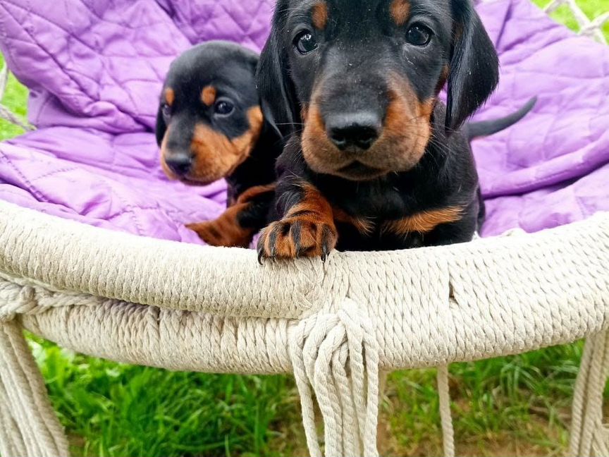 Щенки таксы