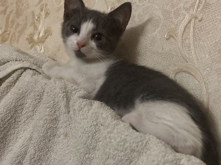 Котята в добрые руки бесплатно