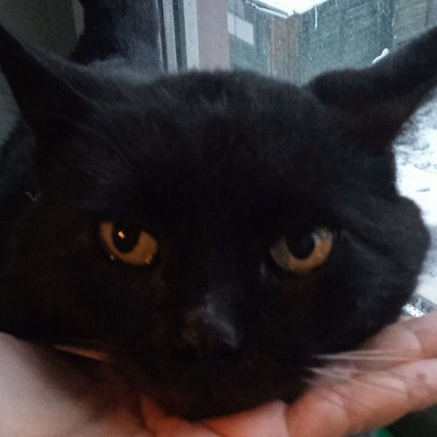 Хозяин, найдись